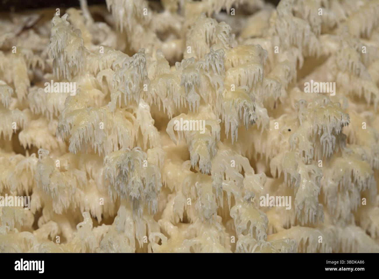 Coral Tooth Fungus (Hericium coralloides Stock Photo - Alamy
