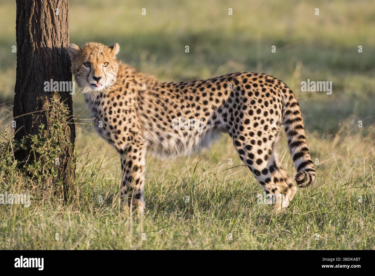 Cheetah, animal, wild, wildlife, predator, cat, africa, running, spots ...