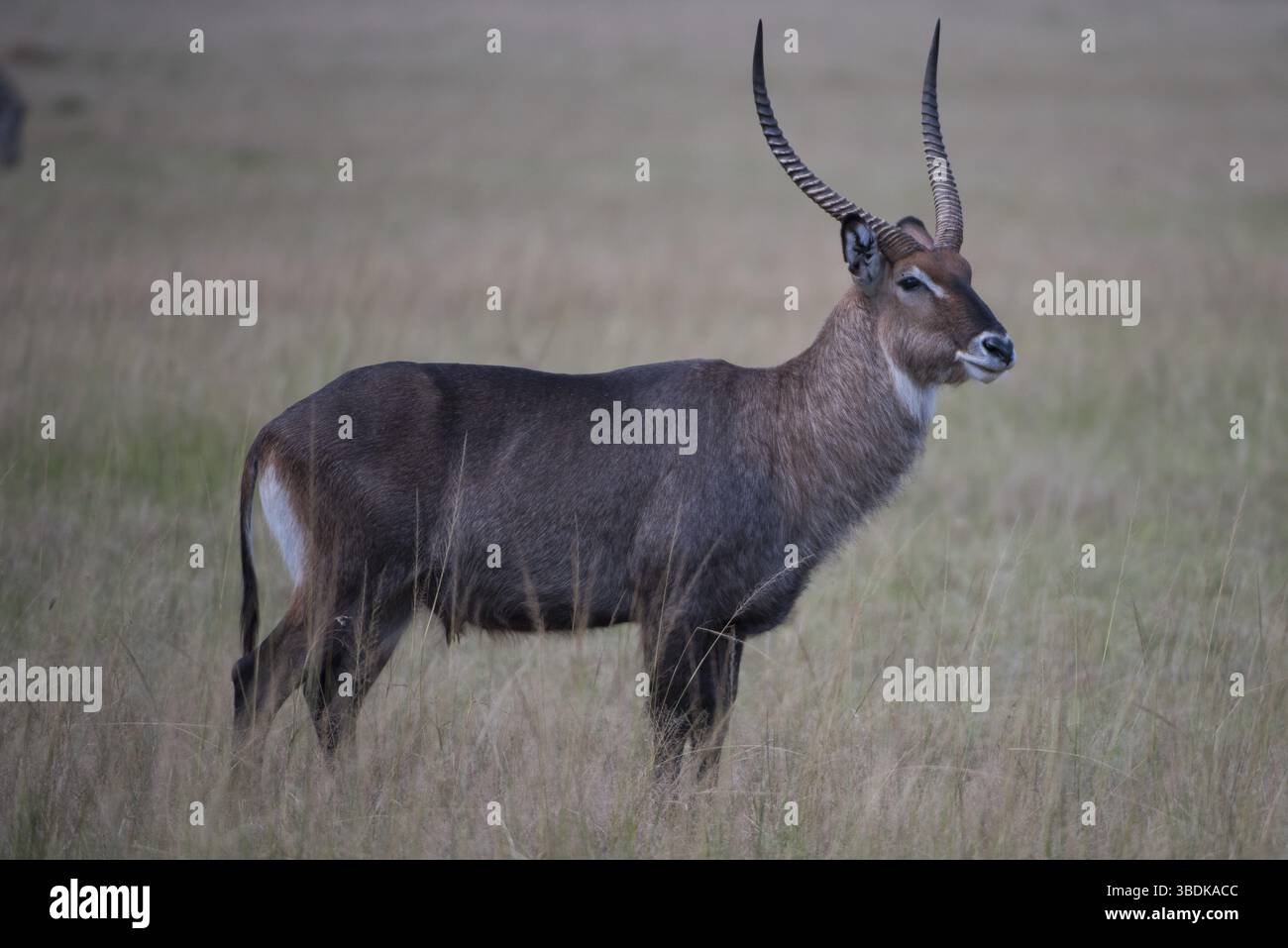 Africa (bovidae) african, animal, antelope, areas, biosphere, buck ...