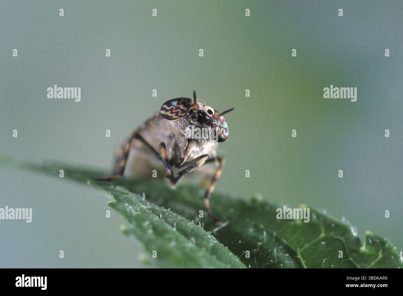 Notch horned cleg flies hi-res stock photography and images - Alamy
