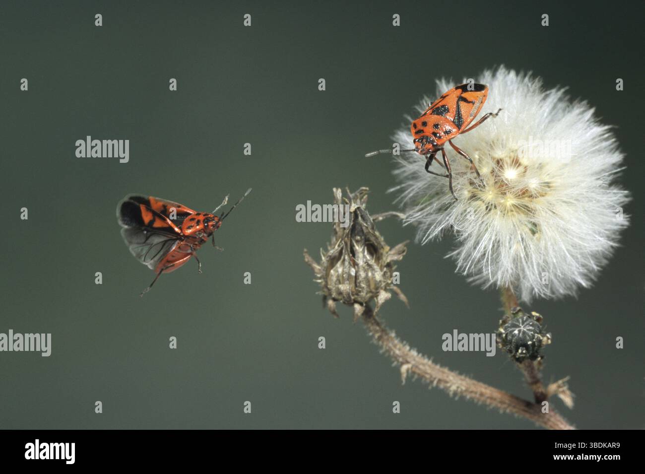 Ornamental (Eurydema dominulus) vegetable bug, ornamental vegetable bug ...