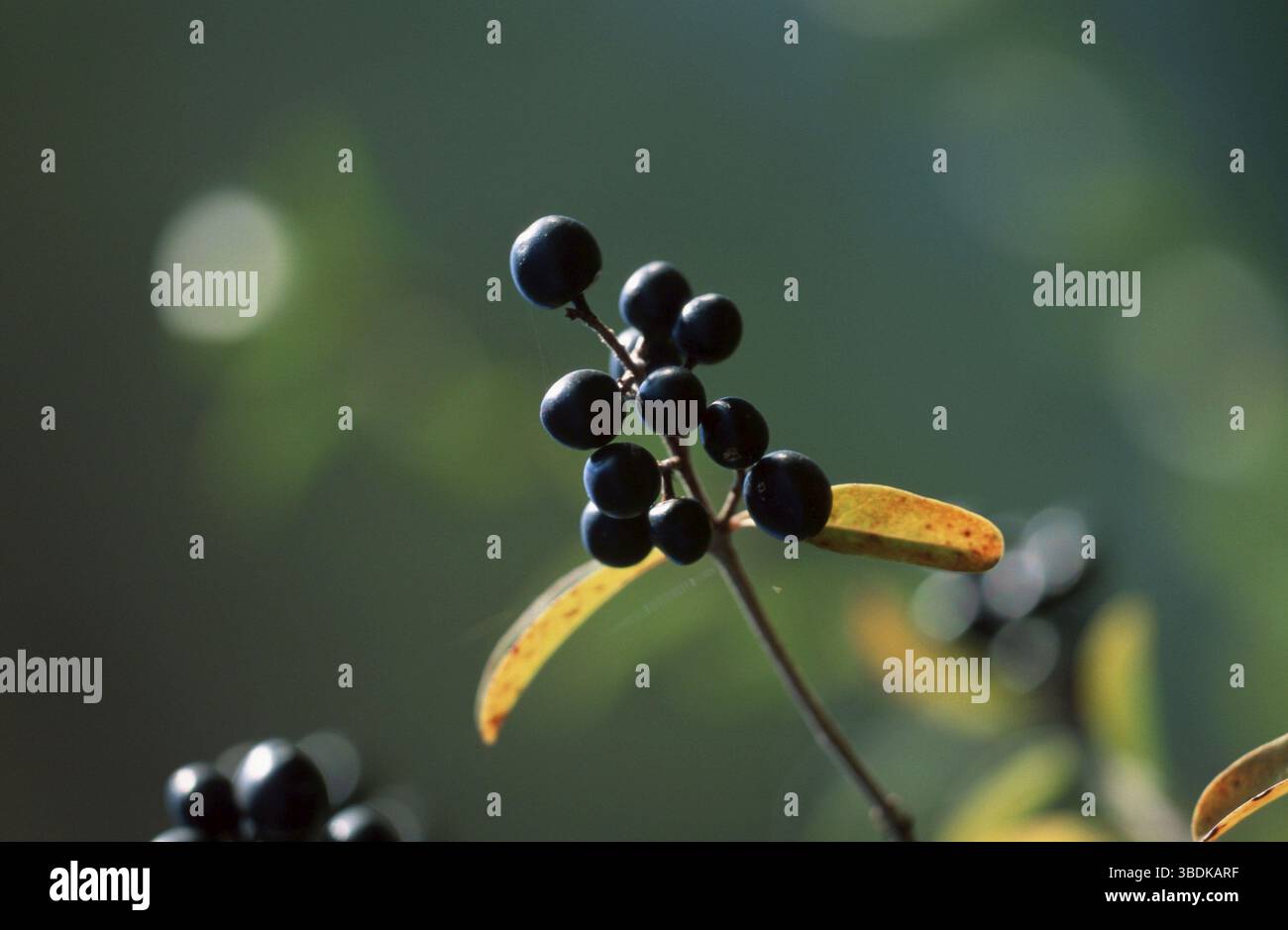 Berries of Common Privet (Ligustrum vulgare), Ligusterbeeren ...