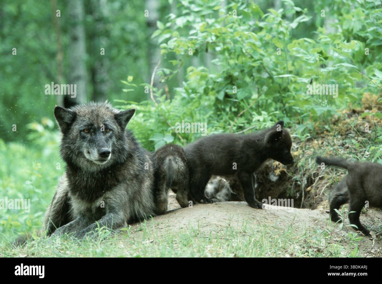 Timber Gray wolf (Canis lupus) with cubs at den, Timber wolf with cubs ...