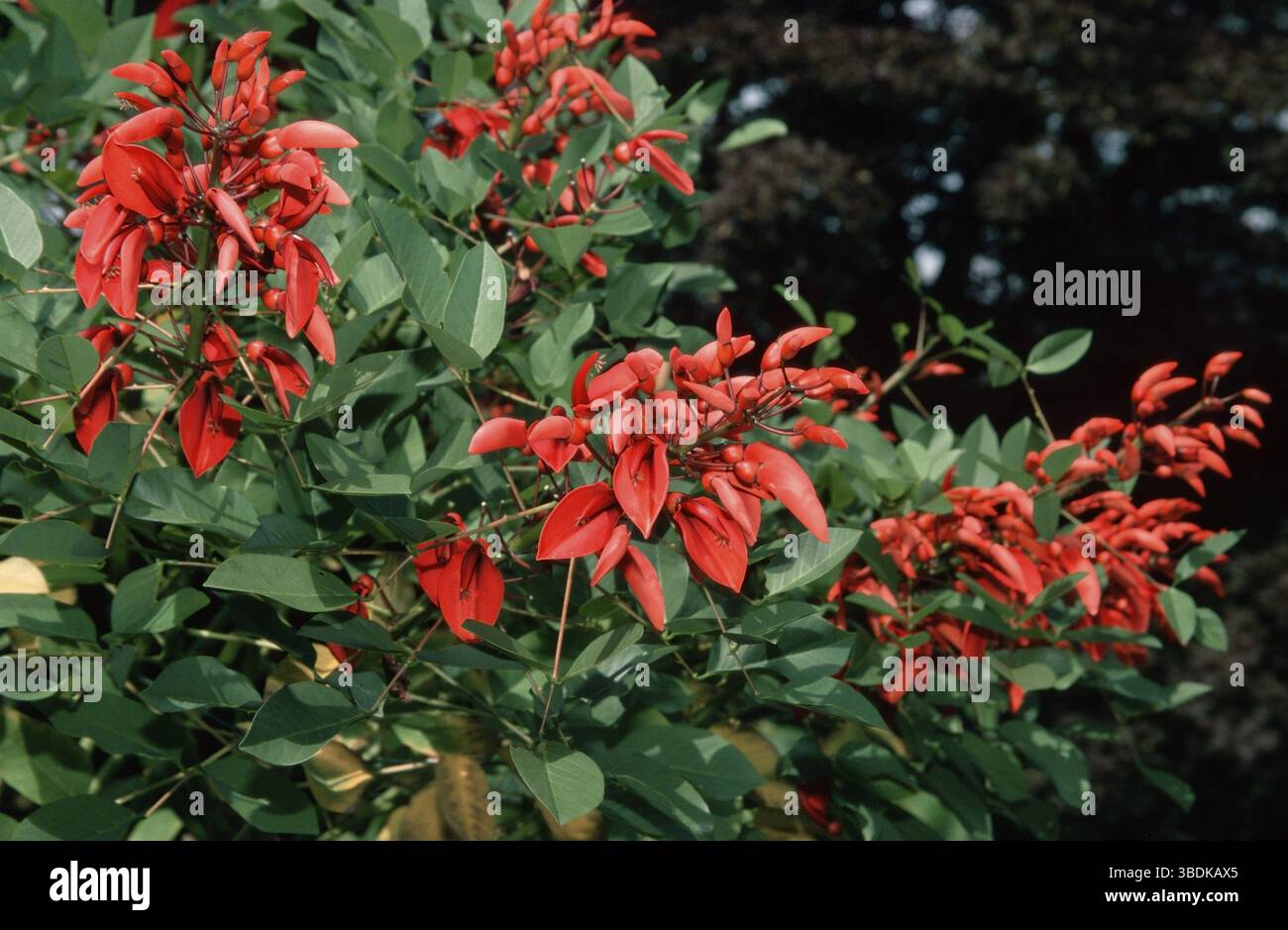Coral Cockspur Coral Tree (Erythrina crista-galli), Coral Shrub ...