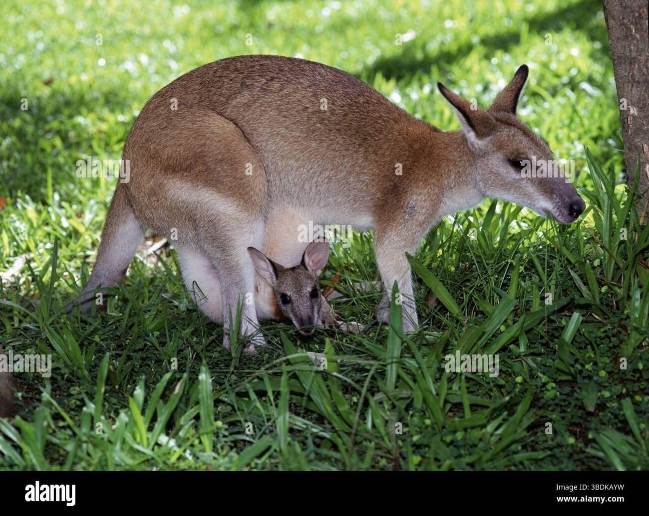 Agile Wallaby (Macropus agilis) with joey Stock Photo - Alamy