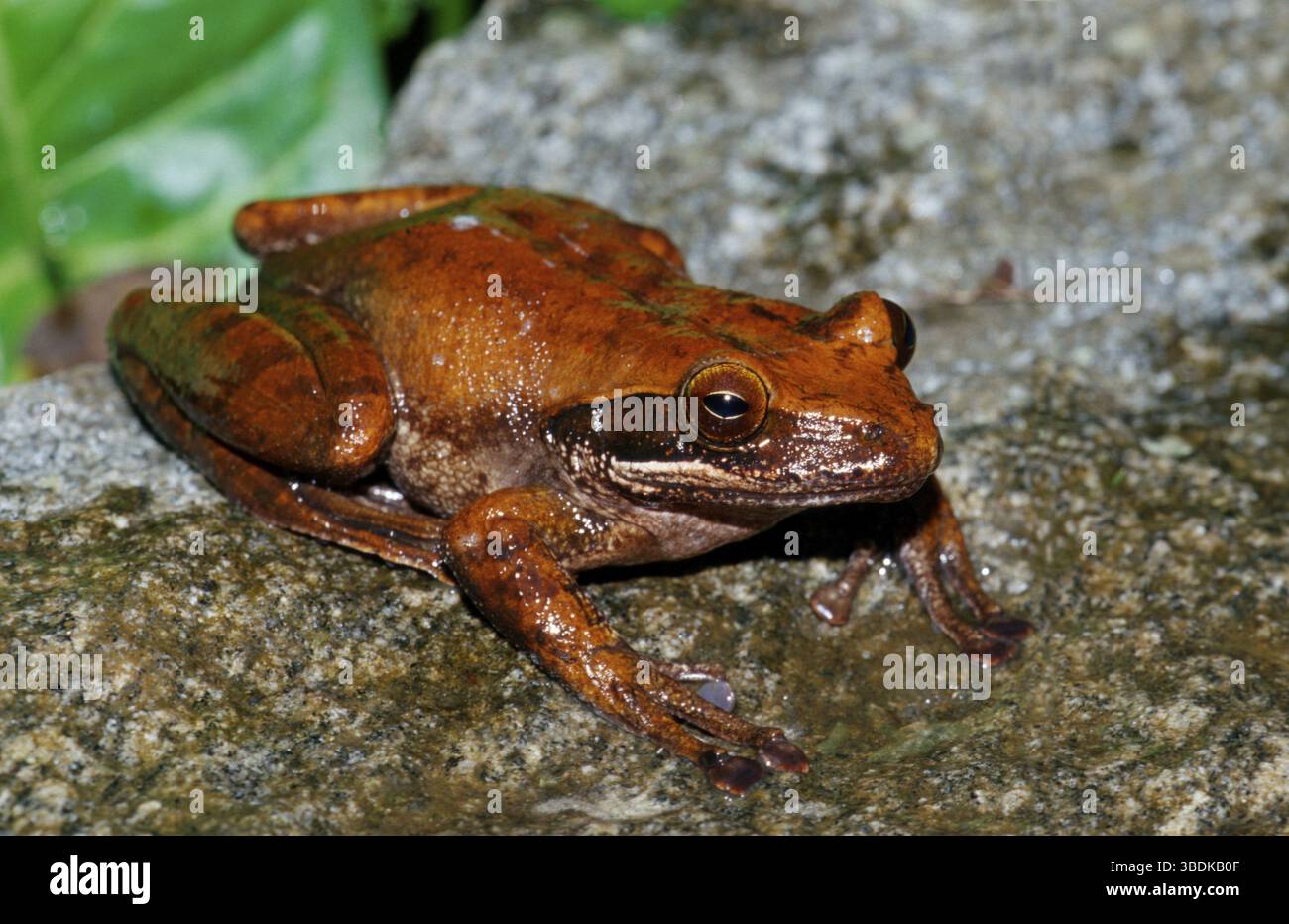 Tomato Frog (Dyscophus antongilii), Madagascar, tomato frog Madagascar ...