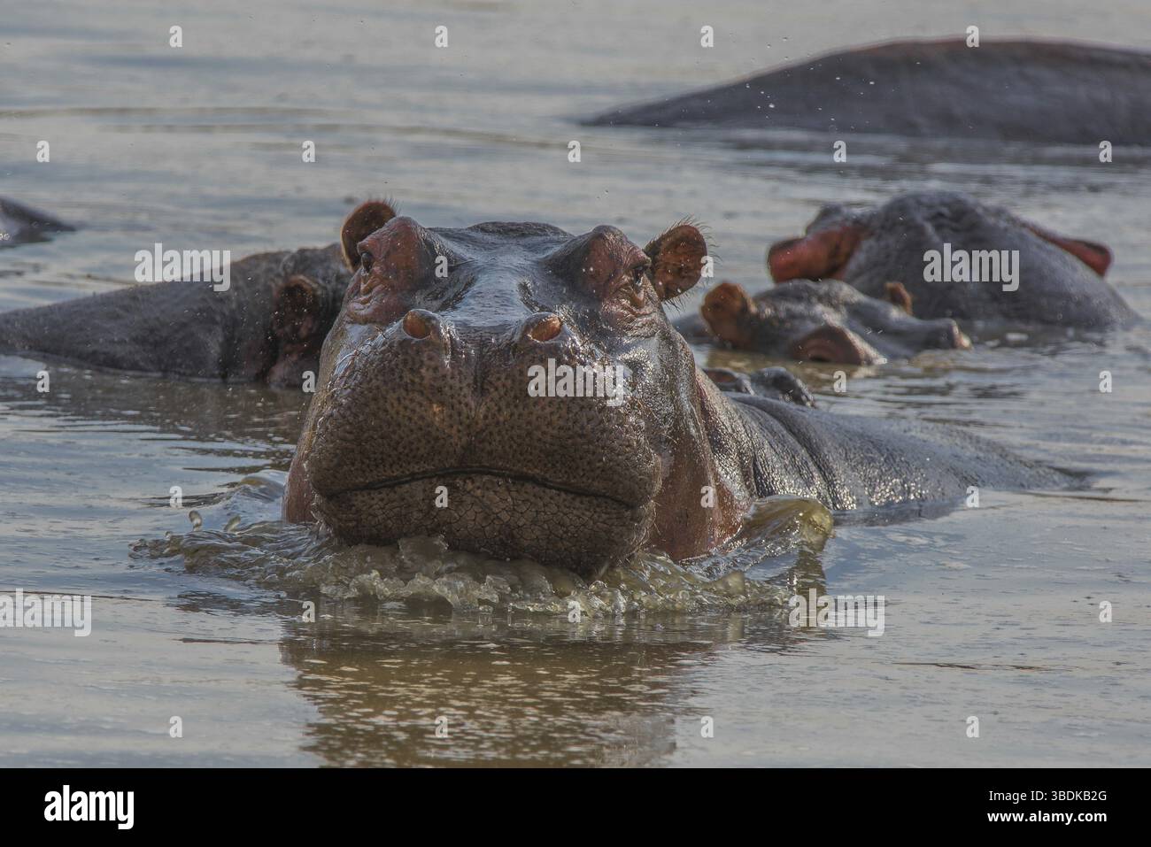 Africa, african, amphibius, animal, aquatic, big, body, brown, close ...