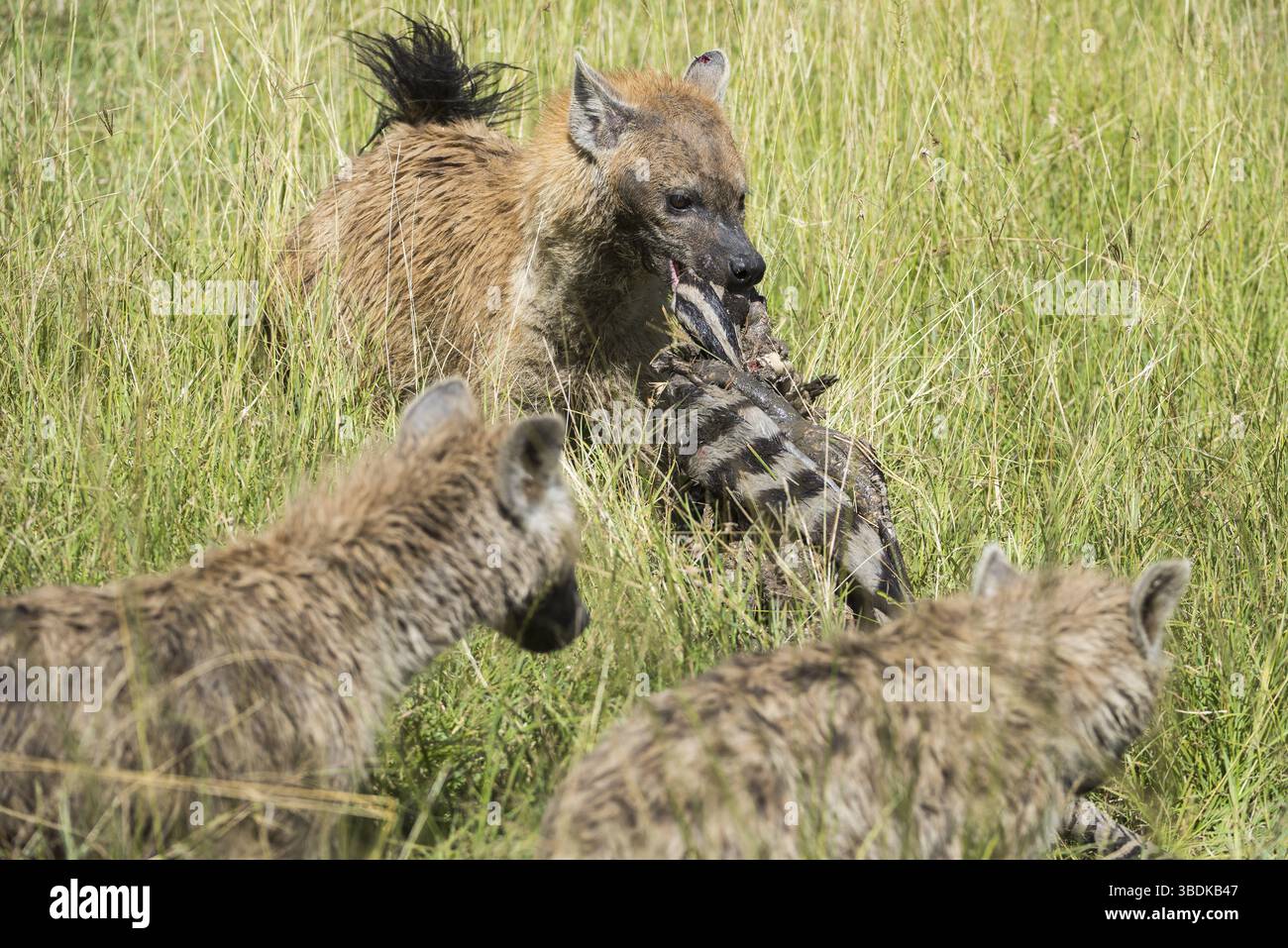 Hyena, wild, nature, wildlife, mammal, animal, carnivore, predator ...