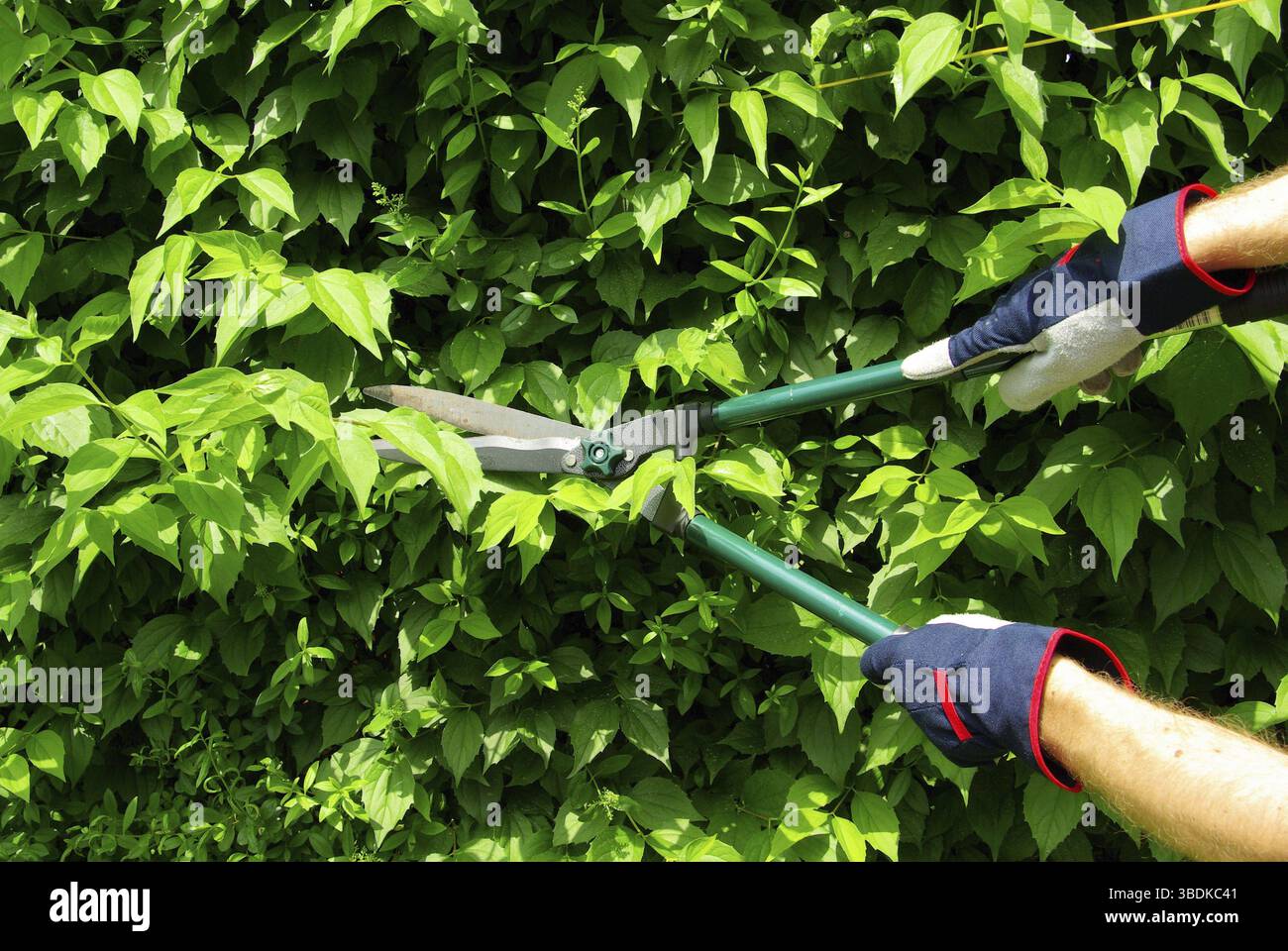 Cut a hedge, cut a hedge Stock Photo - Alamy