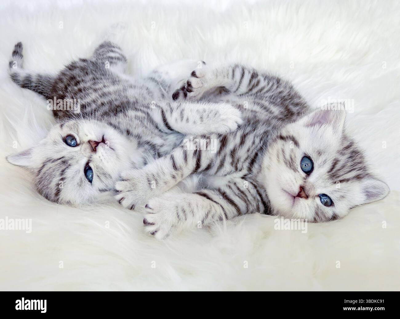 Two young british shorthair black silver tabby spotted kittens lying on sheep skin playing ...