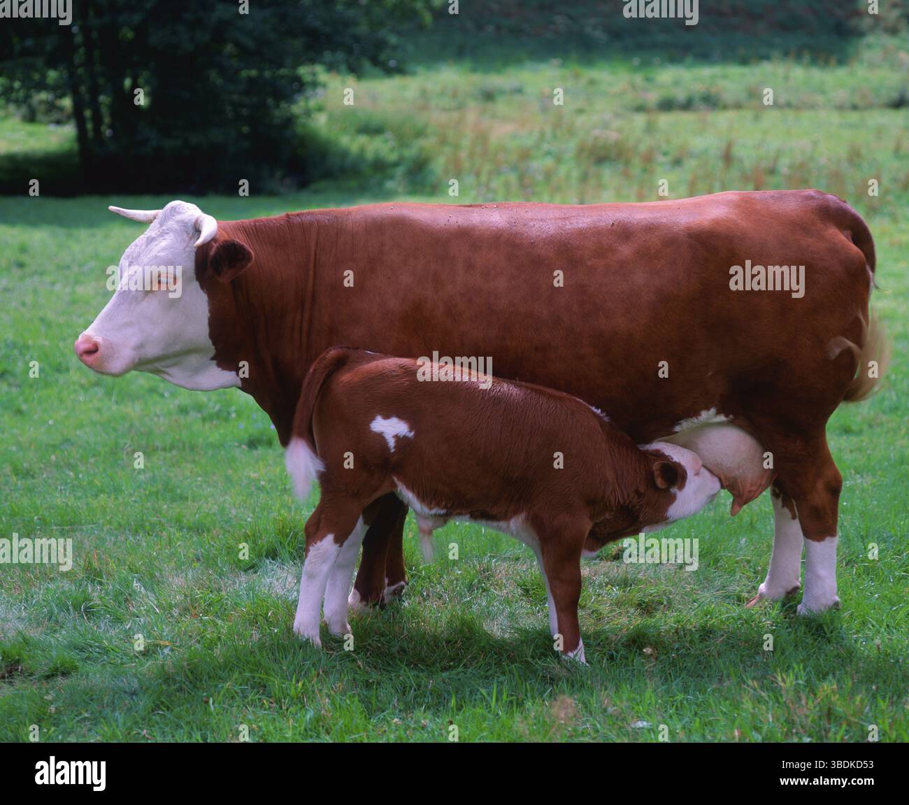 Hinterwald cattle, cow with calf, Germany, Europe Stock Photo - Alamy