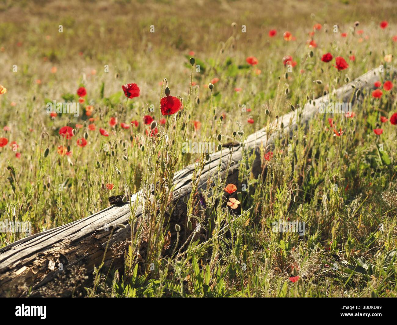 Field with poppies with beautiful warm morning sun using as natural ...
