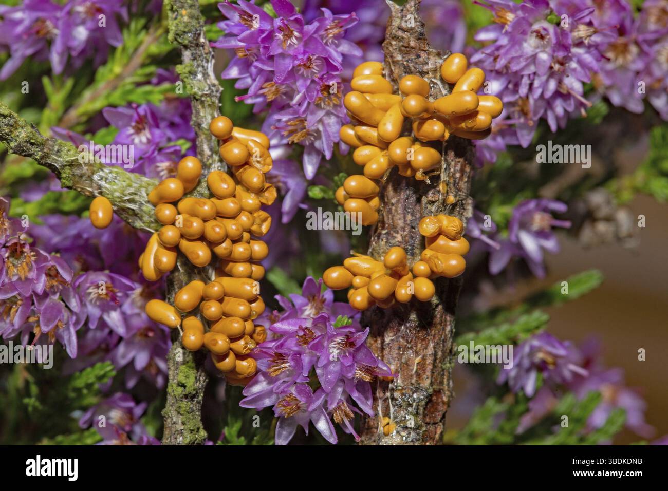 Insect-egg slime (Leocarpus fragilis Stock Photo - Alamy