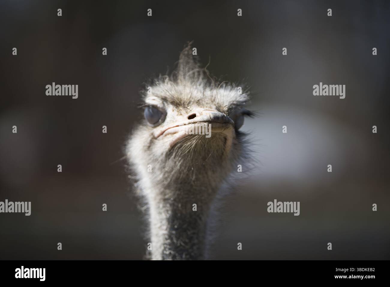 Africa, african, afrikanischer strauss, animal, avian, bar, beak, big ...