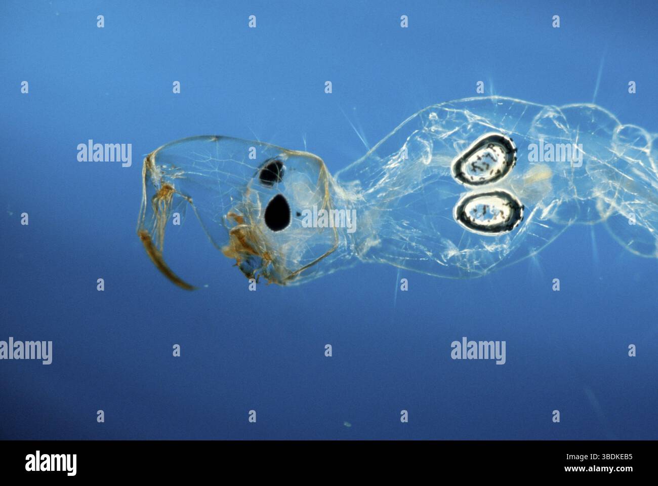 Phantom Midge larva (Chaoborus flavicans), tufted midge larva, tufted ...