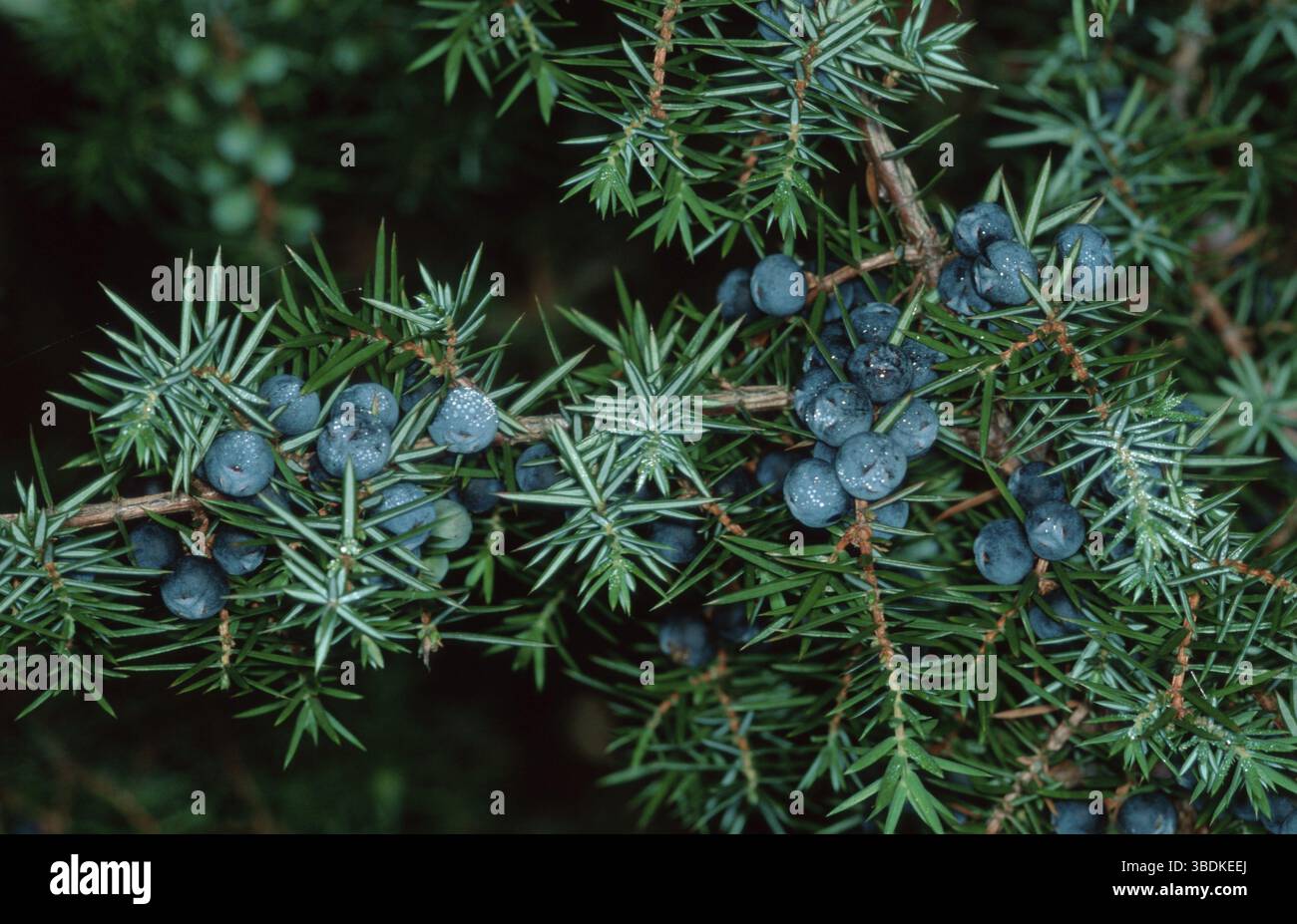 Juniper (shrubs) branches and common juniper (Juniperus communis ...