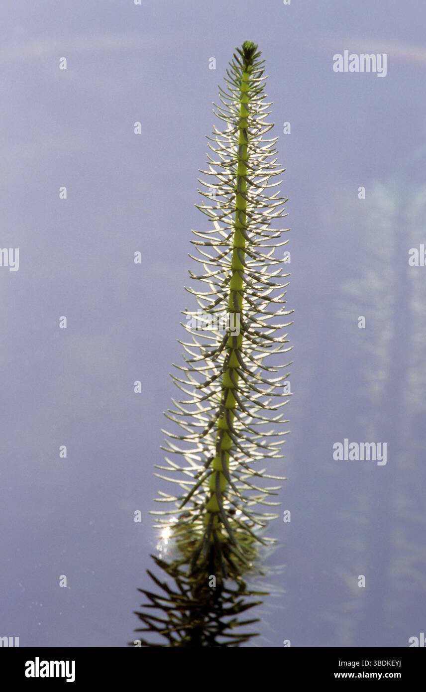 Marestail, Belgium (Hippuris vulgaris), Common Mares-tail Stock Photo ...