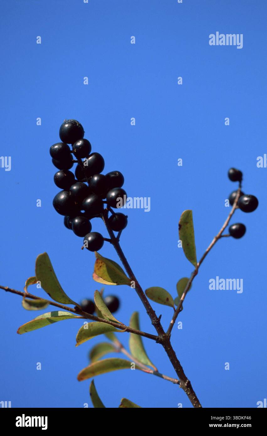 Privet fruits with hoarfrost hi-res stock photography and images - Alamy