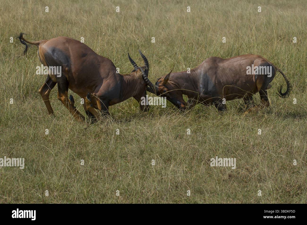 Wildlife, nature, africa, safari, mammal, antelope, tsessebe, animal ...