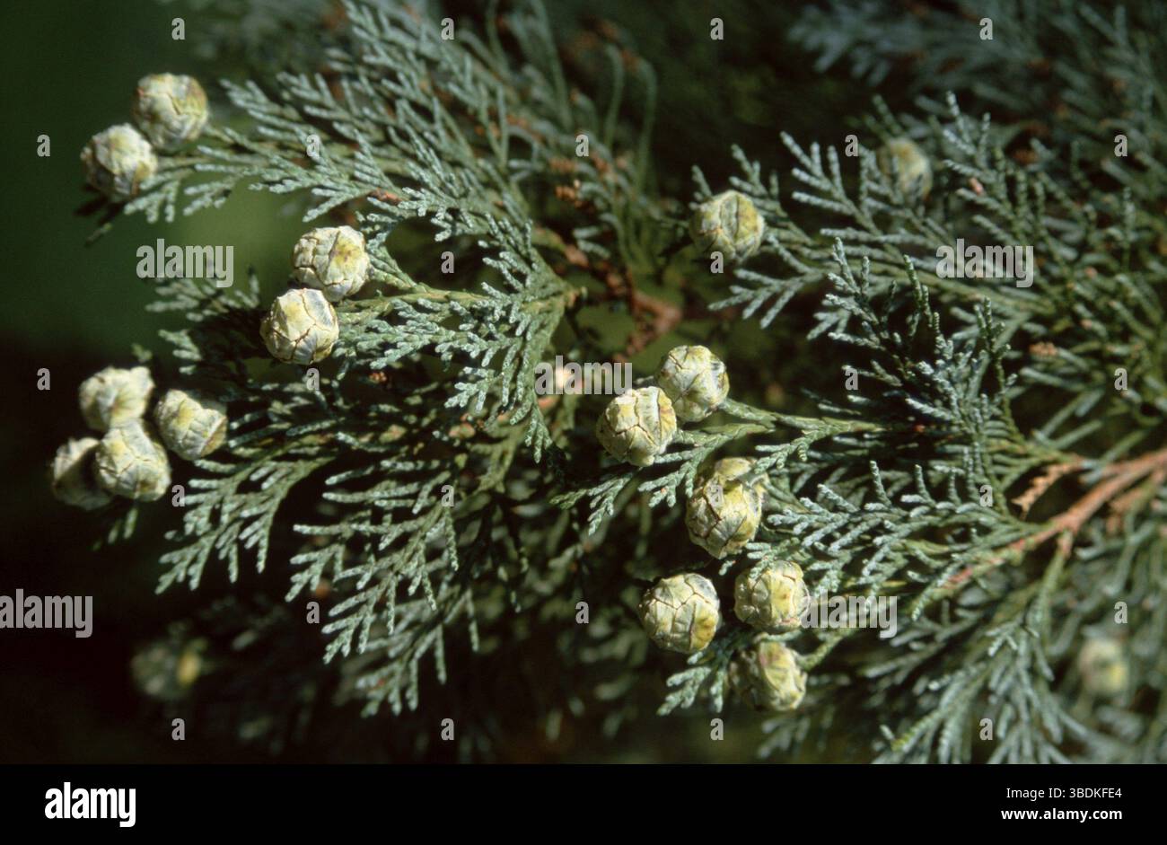 Port-Orford-Cedar, Lawsons false cypress (Chamaecyparis lawsoniana ...