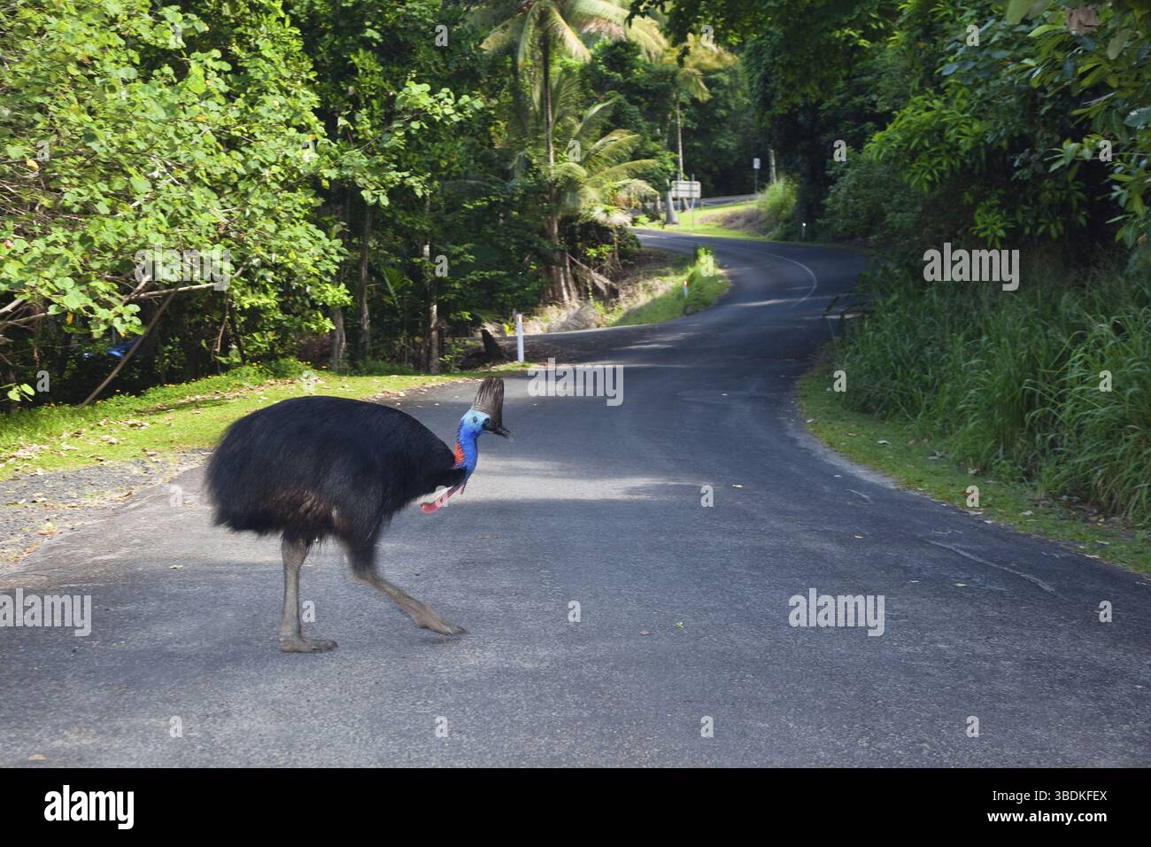 Double-wattled cassowary (Casuarius casuarius), female crossing road, Moresby Range, Queensland ...
