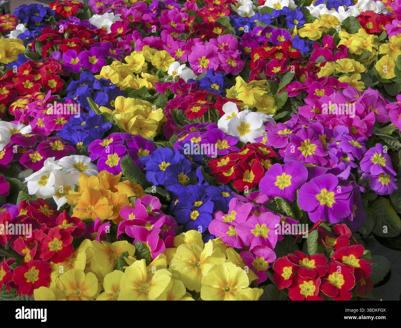 Primrose (Primula vulgaris) Primula Hybrid Stock Photo - Alamy