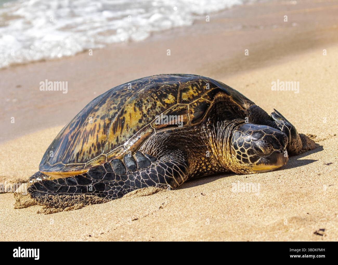 Green Sea Turtle on beach Stock Photo - Alamy