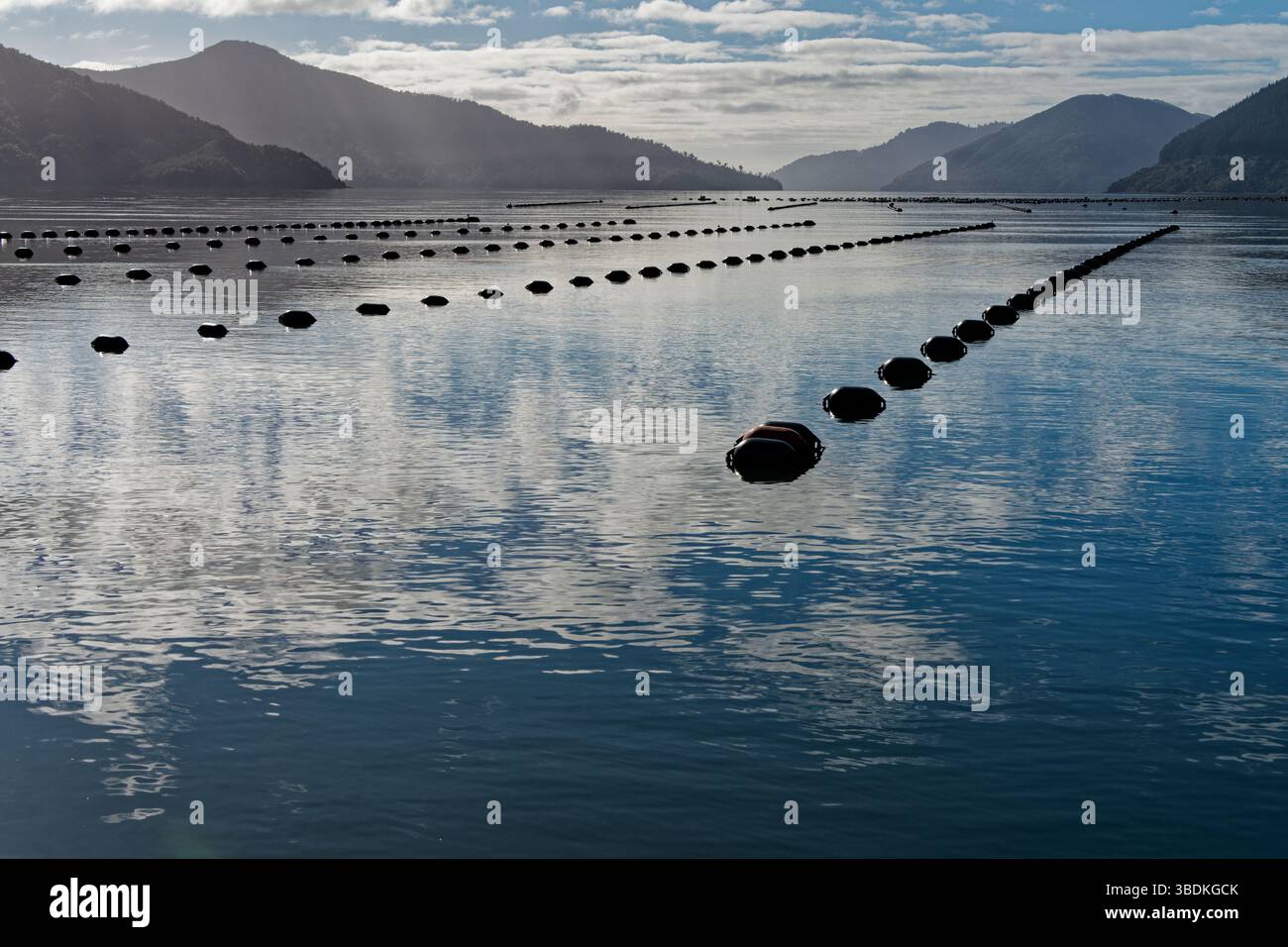 One of many Green-Lipped Mussel farms with lines of mussel floats in ...