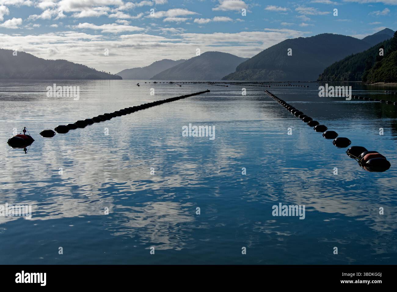 One of many Green-Lipped Mussel farms with lines of mussel floats in ...