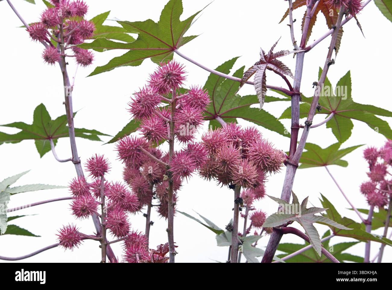 Figure palm tree isolated hi-res stock photography and images - Alamy