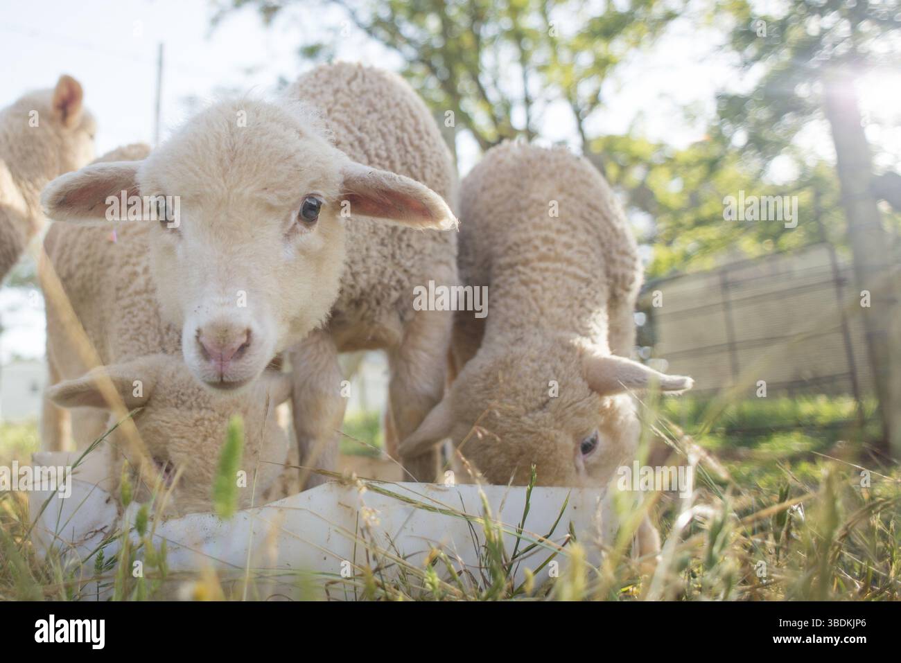 A close up view of baby sheep as they feed from a white plastic bucket ...
