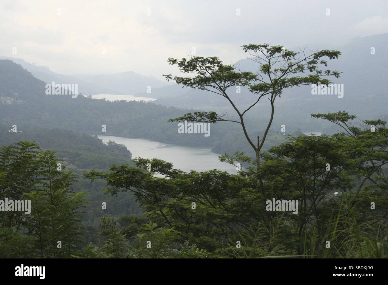 Asian tree in the highlands of Sri Lanka Stock Photo - Alamy