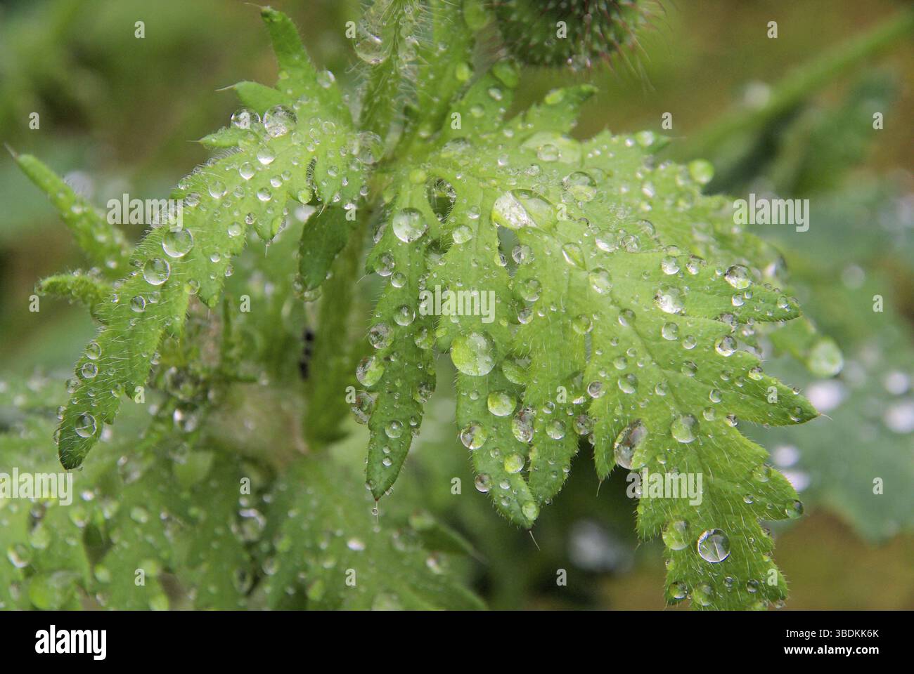 Poppy leaves wet, wet leaves from poppy Stock Photo - Alamy