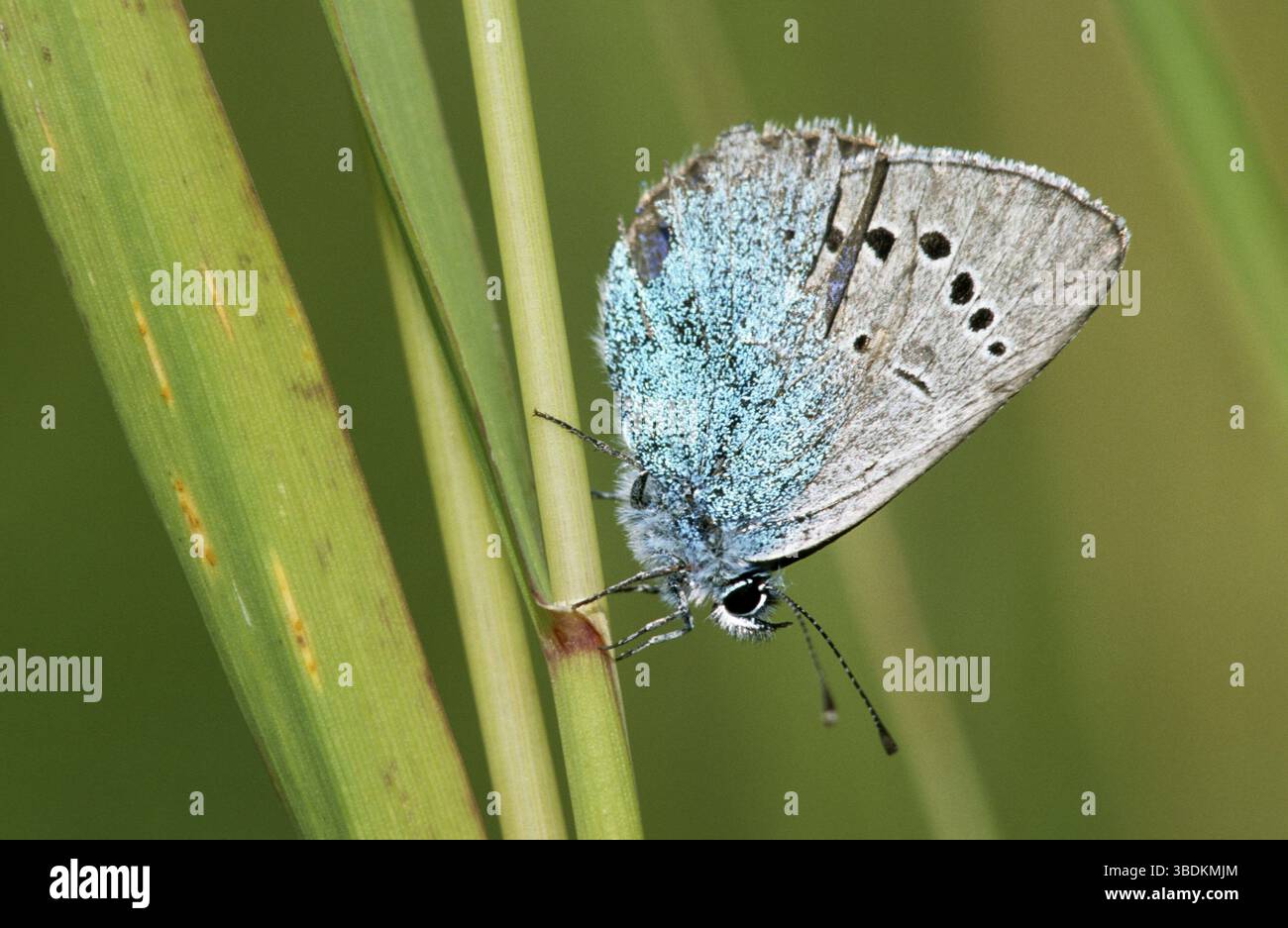 Green-Underside Blue (Glaucopsyche alexis), France, side, Europe Stock ...