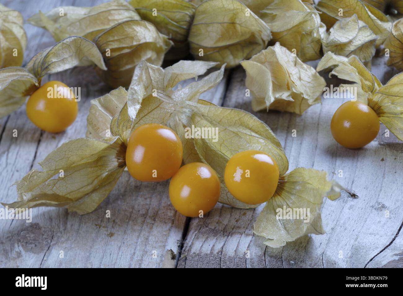 Cape Gooseberry (Physalis peruviana), Peruvian bladder cherry, Andean ...