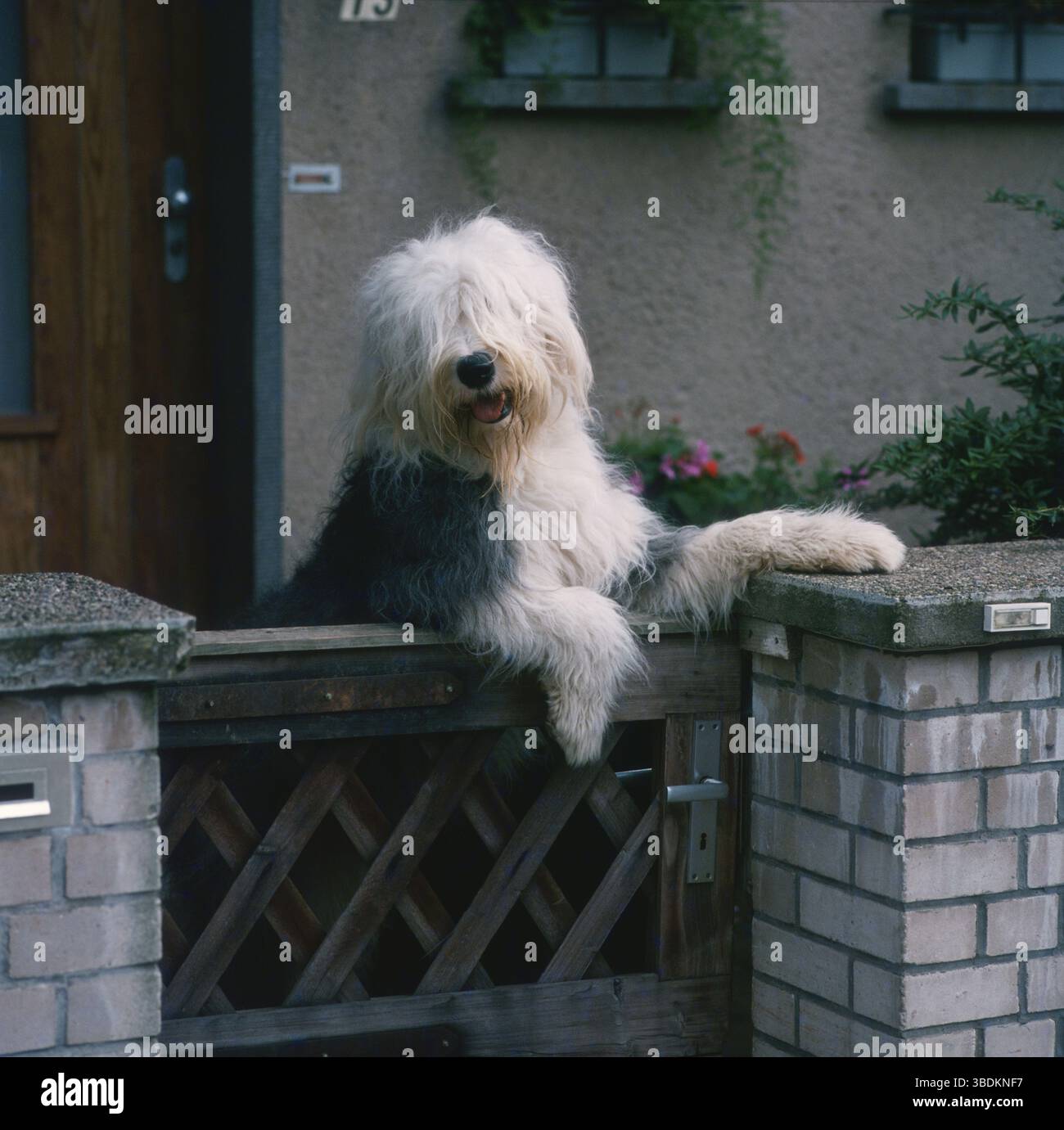 Bobtail at garden door, Bobtail at garden gate, Old English shepherd ...