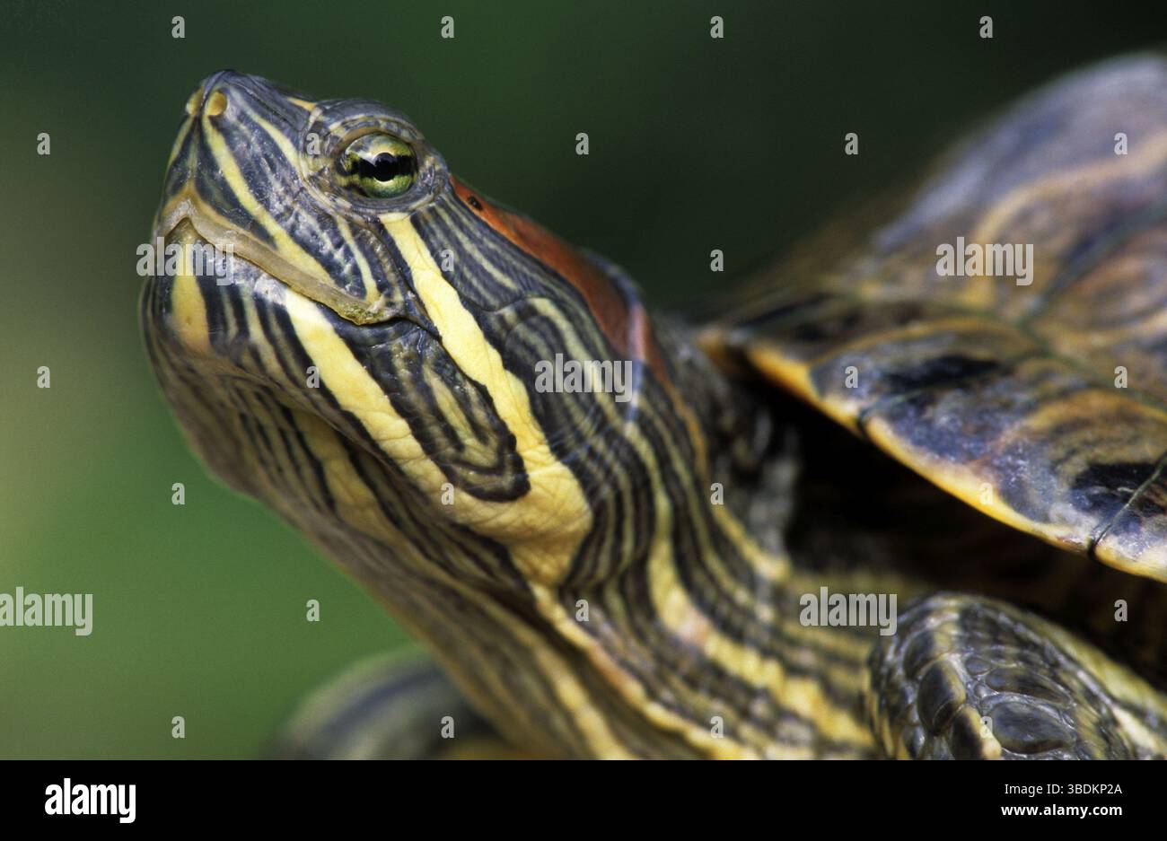 Red-eared Turtle (Trachemys scripta elegans) (Pseudemys scripta elegans ...