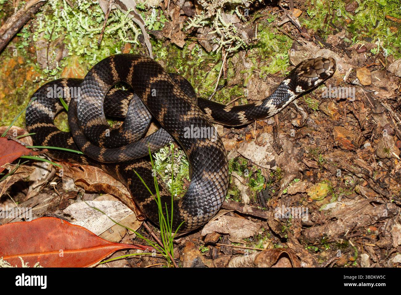 Australian Highly Venomous Stephen's Banded Snake Stock Photo - Alamy