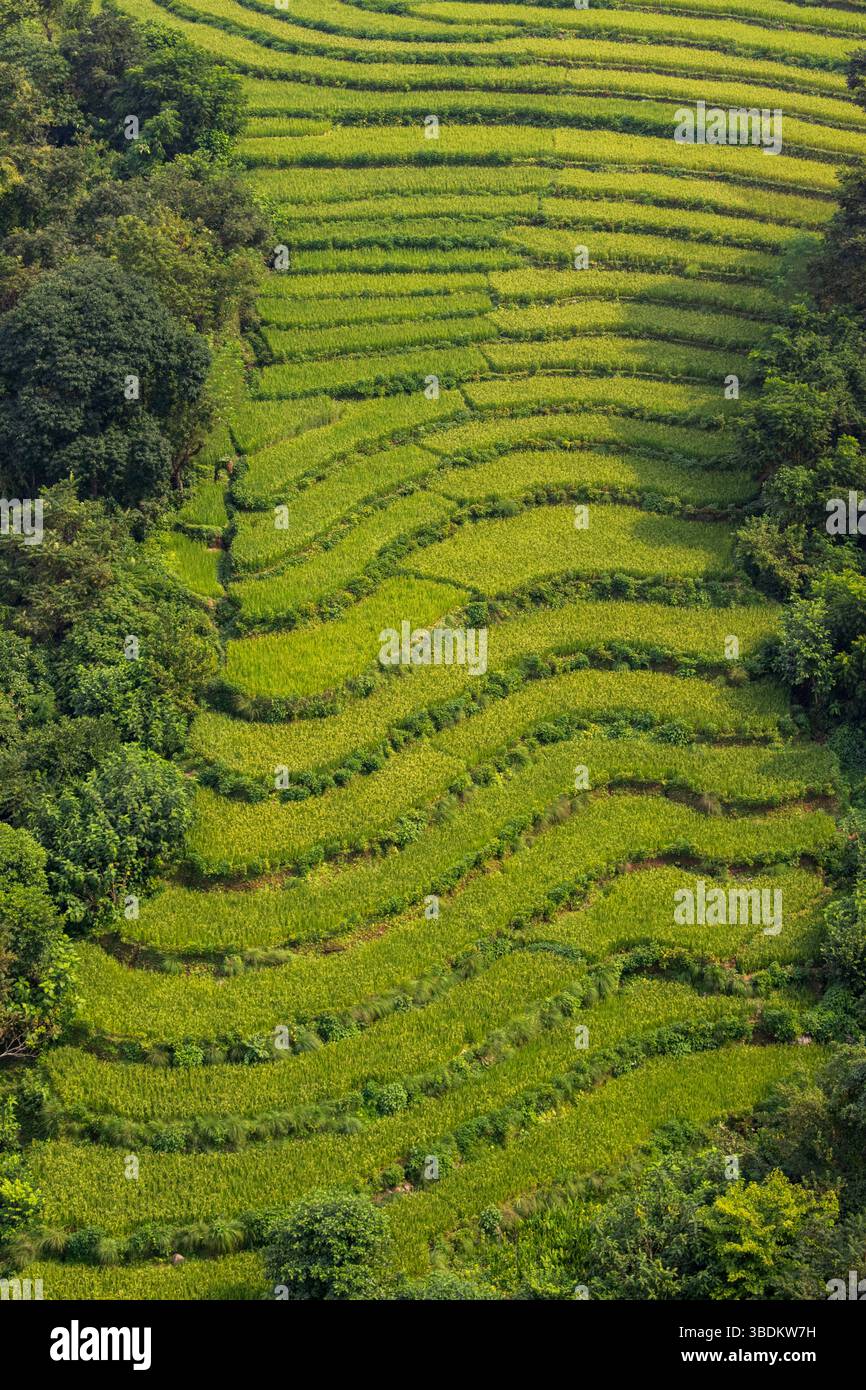Nepal: aerial view of terraced rice field at Kushma from top of ...