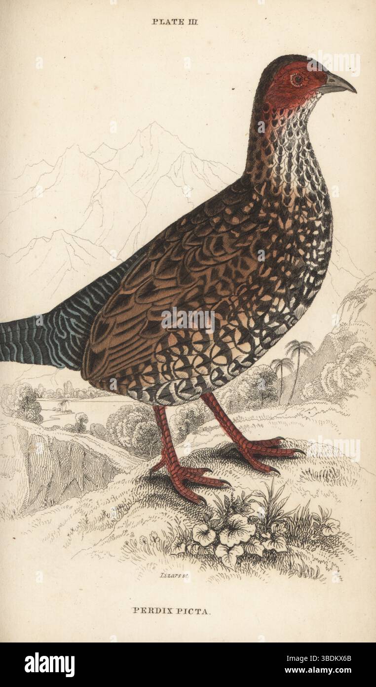 Francolinus pictus subsp pictus hi-res stock photography and images - Alamy