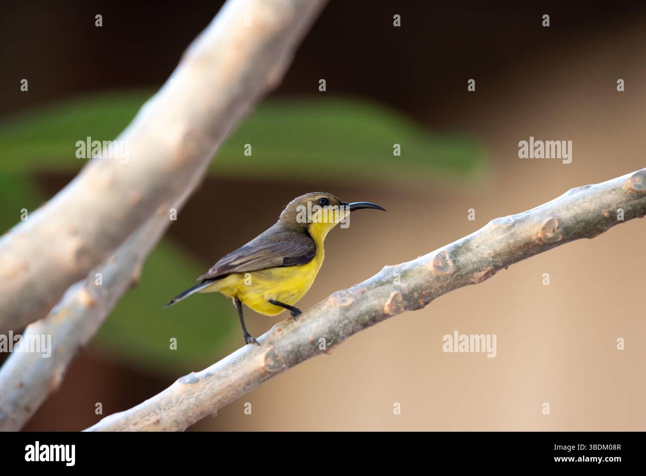 Bird (Olive-backed sunbird, Yellow-bellied sunbird) female yellow color ...