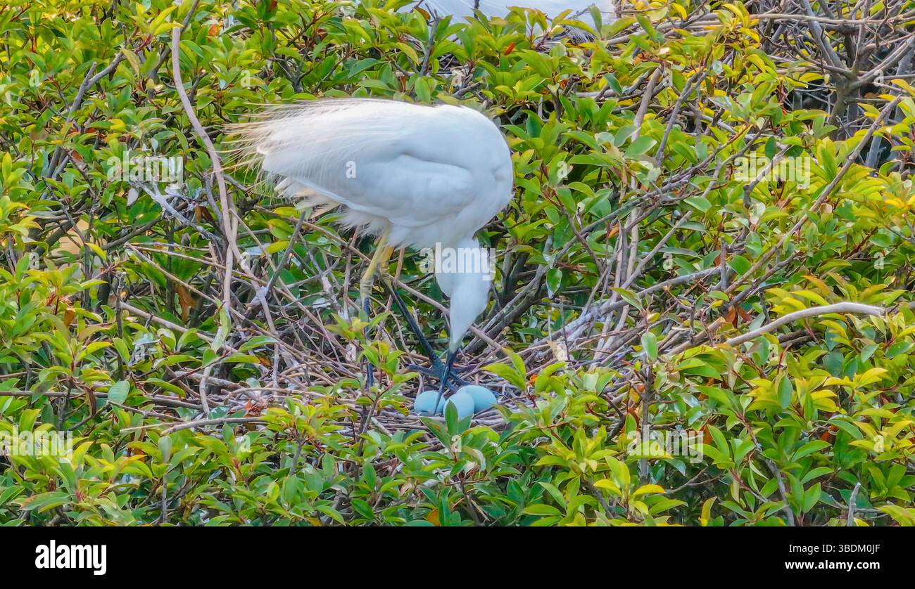 SUQIAN, CHINA - MAY 25, 2025 - Egrets build nests and breed in the ...