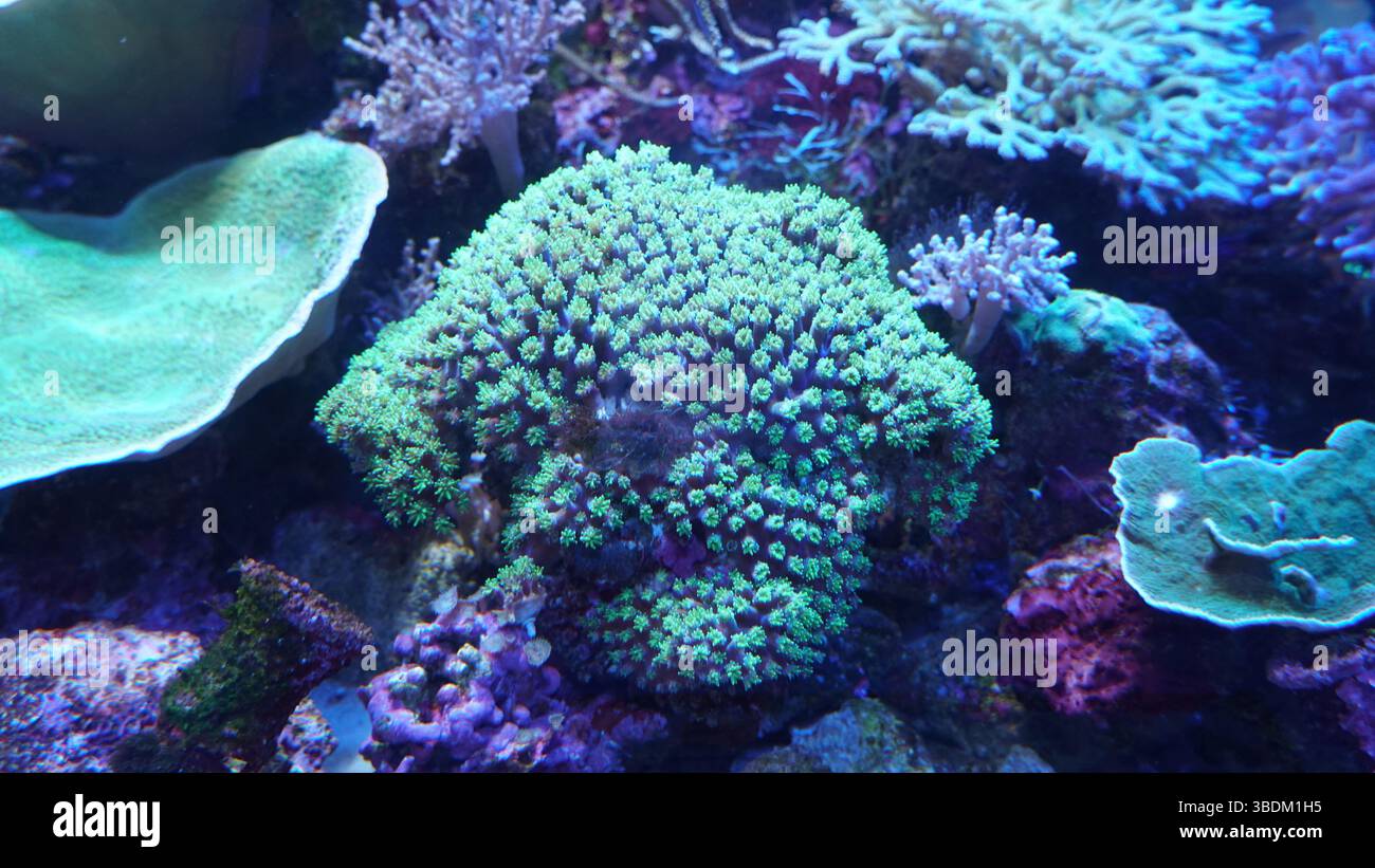 Coral Reefs and Marine Life: A Colorful World Beneath the Ocean Stock ...
