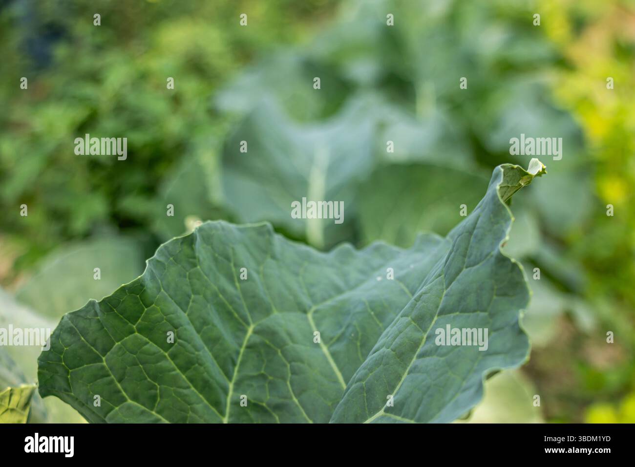 Cauliflower leaves are broad, sturdy, and green with prominent veins ...