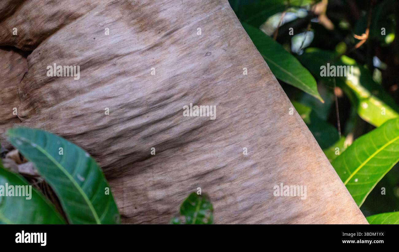 Dried banana leaves curl brittle and faded, shifting from green to tan ...