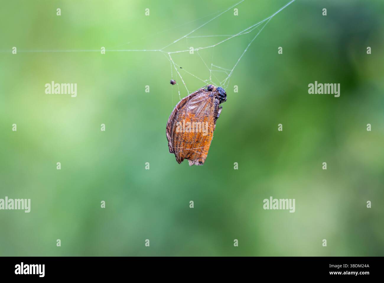 The butterfly hangs still in the spiders web, its once vibrant wings caught in glistening ...