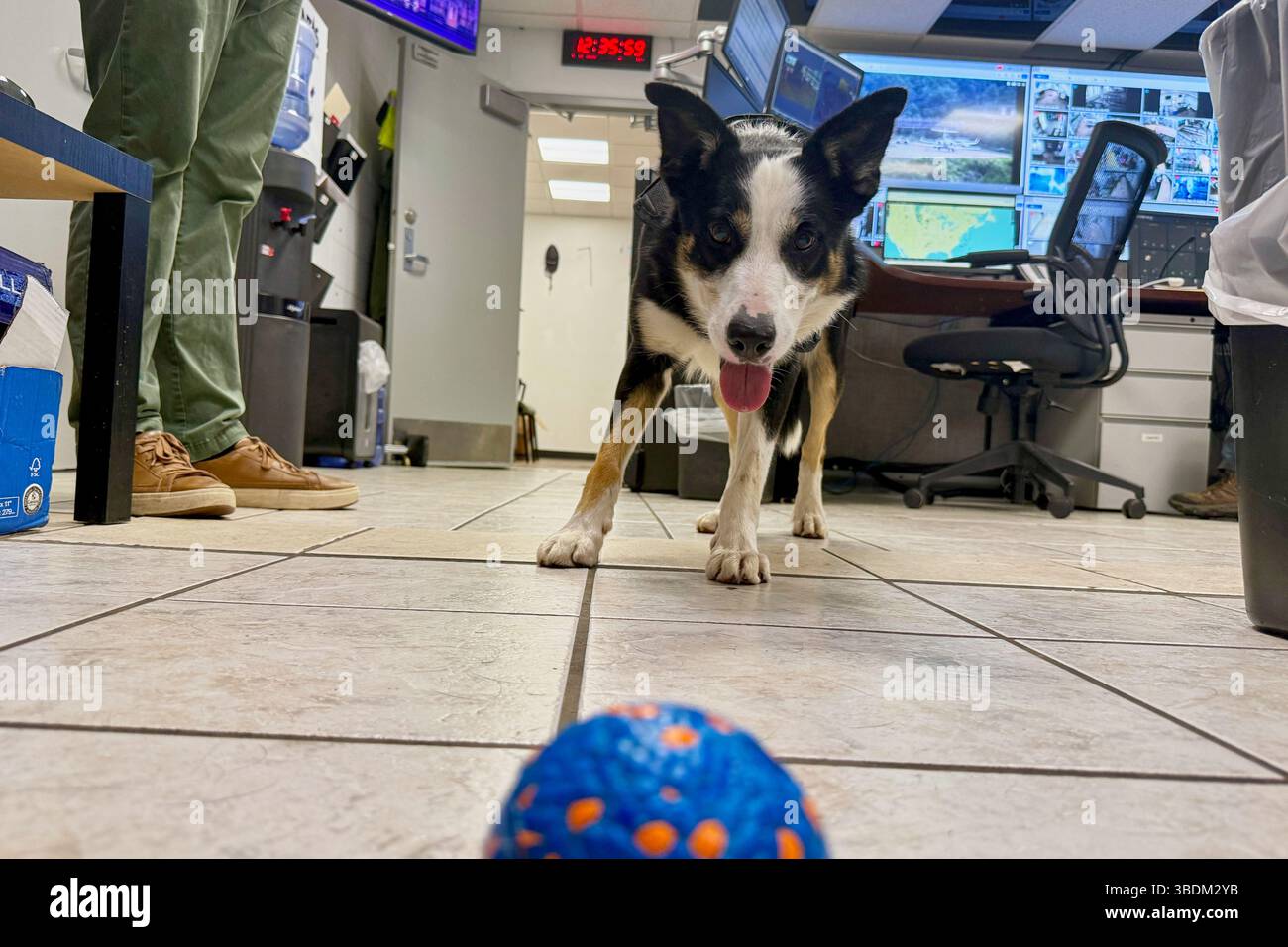 Ned eagerly watches his ball while waiting for someone to throw it on ...