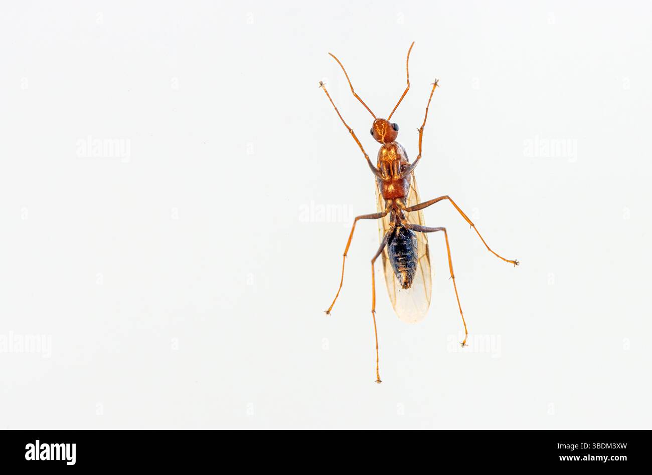 Close up winged ants on hi-res stock photography and images - Alamy