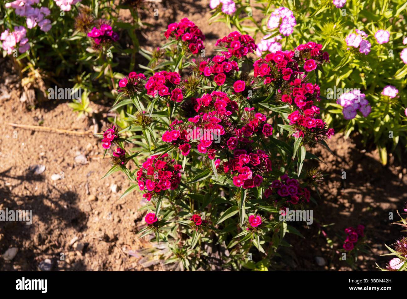 Wild carnation flower in field hi-res stock photography and images - Alamy