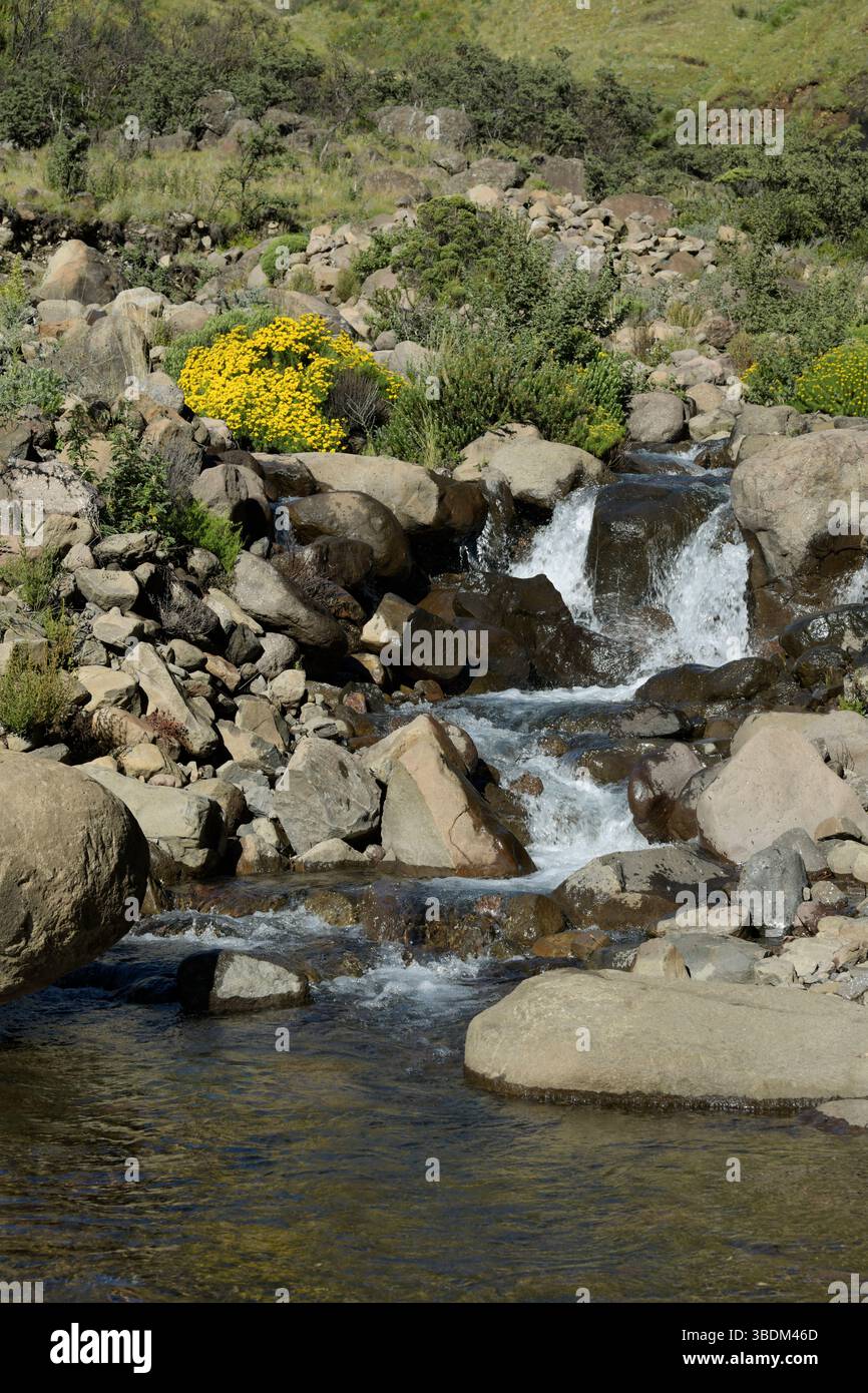 Alpine plants growing next to mountain stream in uKhahlamba Drakensberg ...